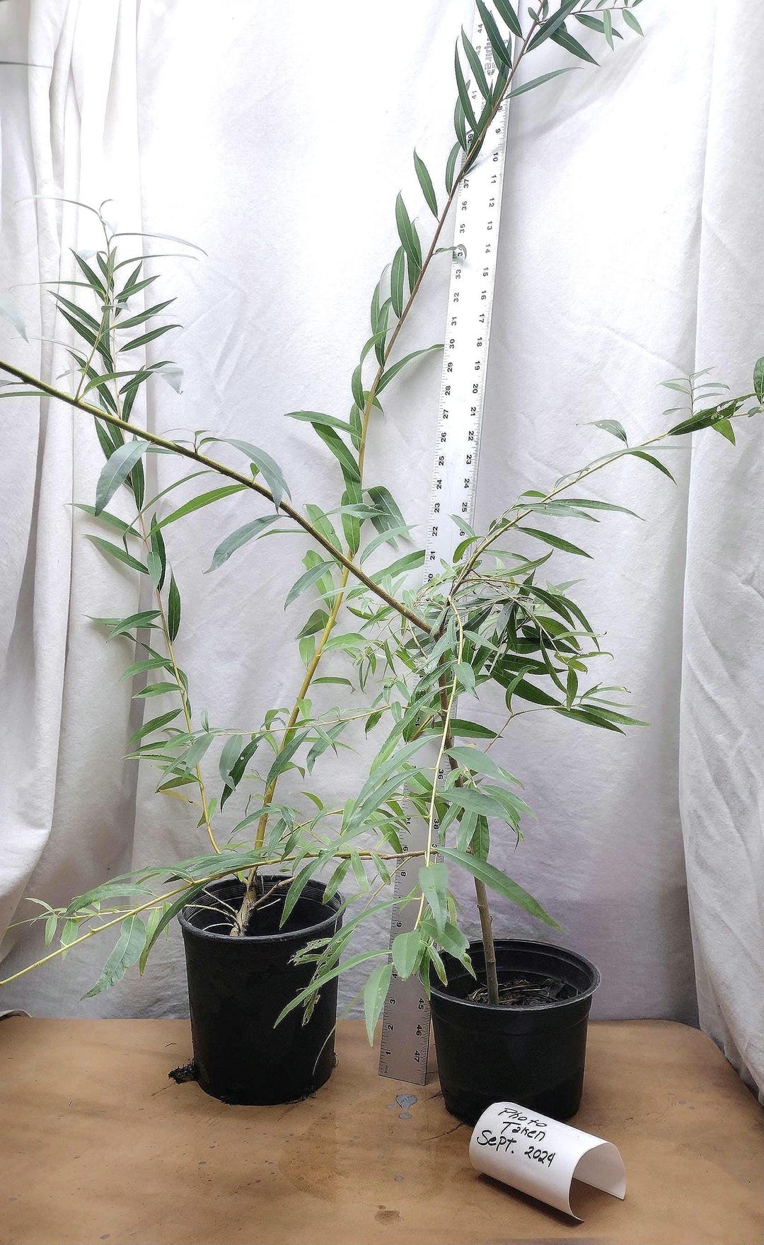 Live Bonsai Ready Salix Babylonica Tree. Weeping Willow. Silver Willow ...