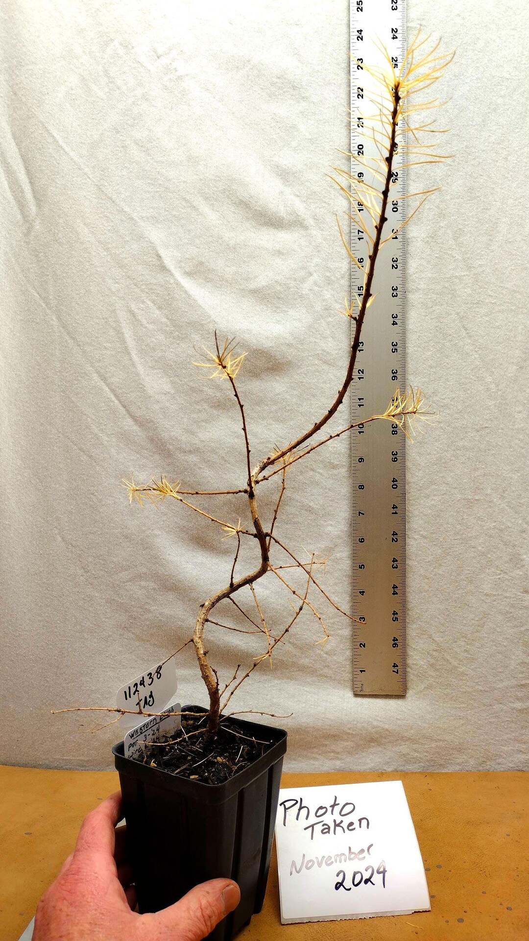 Wire-trained Western Larch Bonsai Tree in a Pot. ACTUAL TREE PICTURED ...
