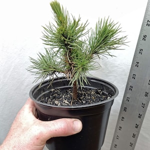 Bristlecone Pine. Pinus Aristata. Natural Dwarf. Young Tree Ready for ...