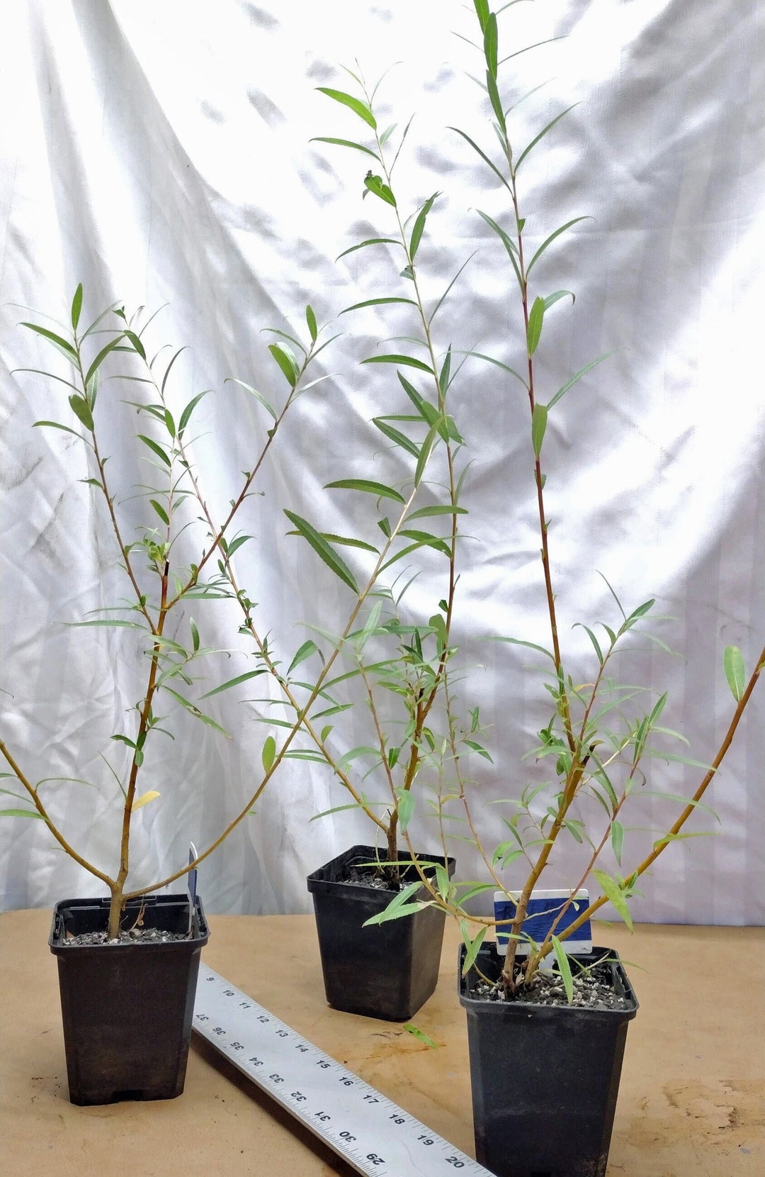 Live Weeping Willow Tree Rooted in Nursery Pot. Salix Babylonia. Silver ...