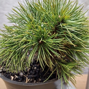 Bristlecone Pine. Pinus Aristata. Natural Dwarf. Young Tree Ready for ...