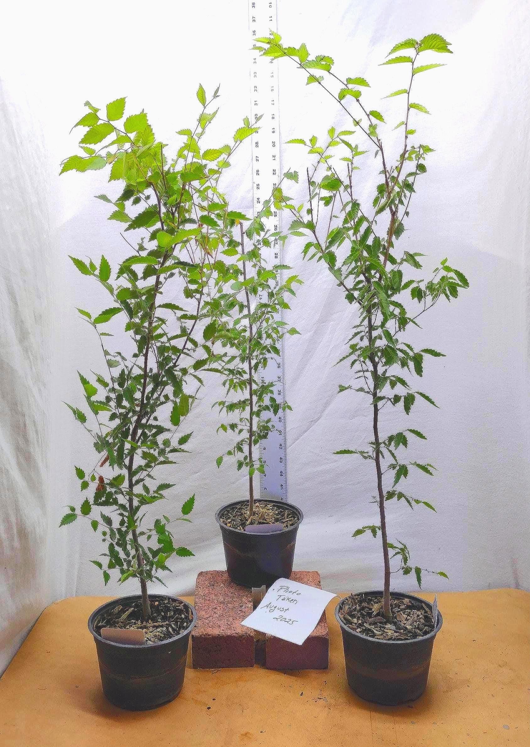 Zelkova Serrata Tree in Nursery Pot. Japanese Zelkova. Keaki. Elm ...