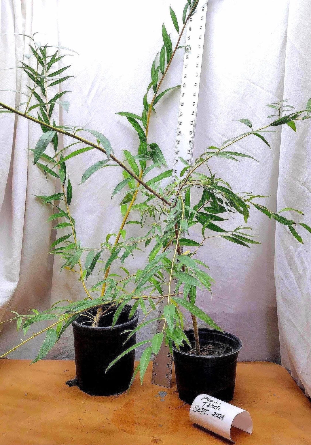 Live Weeping Willow Tree in Nursery Pot. Salix Babylonica. Great for ...