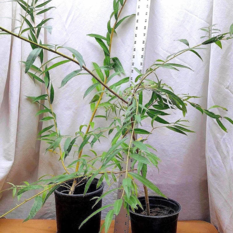 Sapling Weeping Willow - Etsy