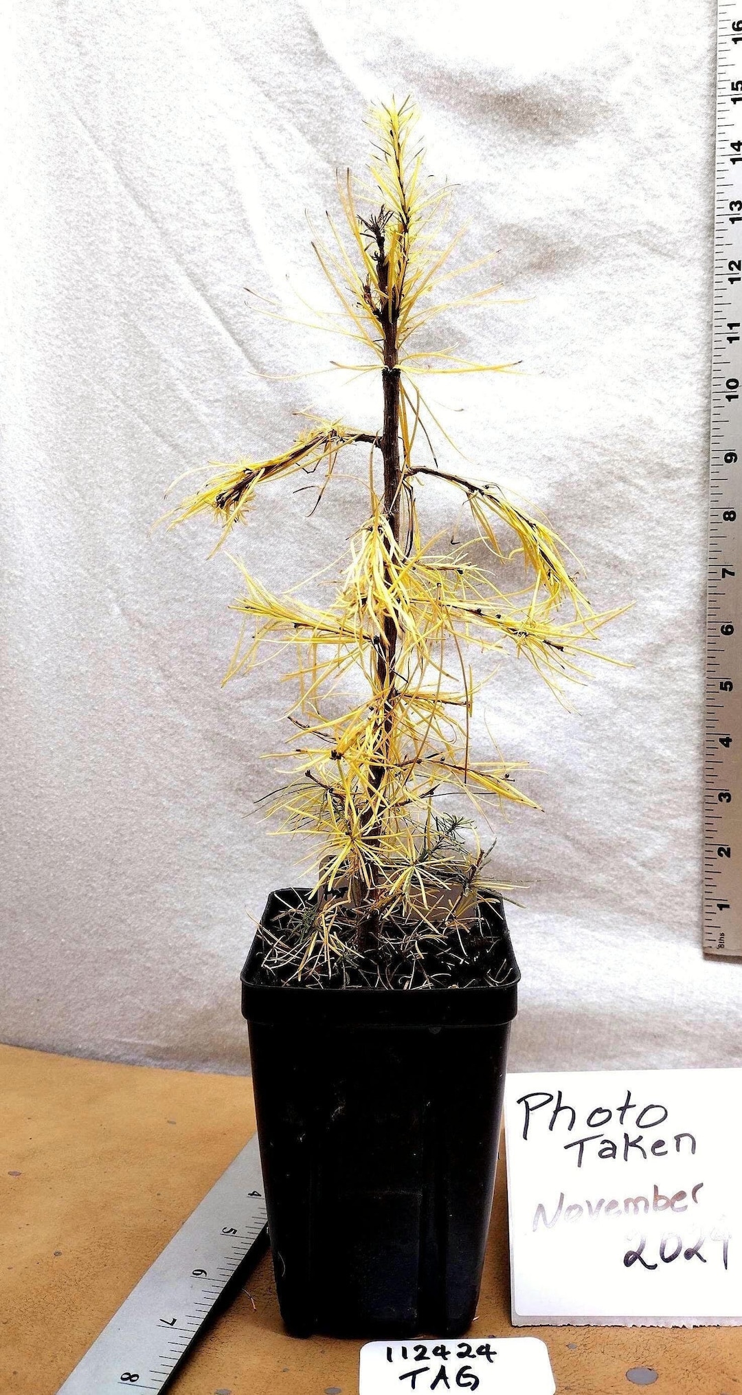 Tamarack Bonsai Tree Wire Trained for Trunk Movement. Larix Laricina ...