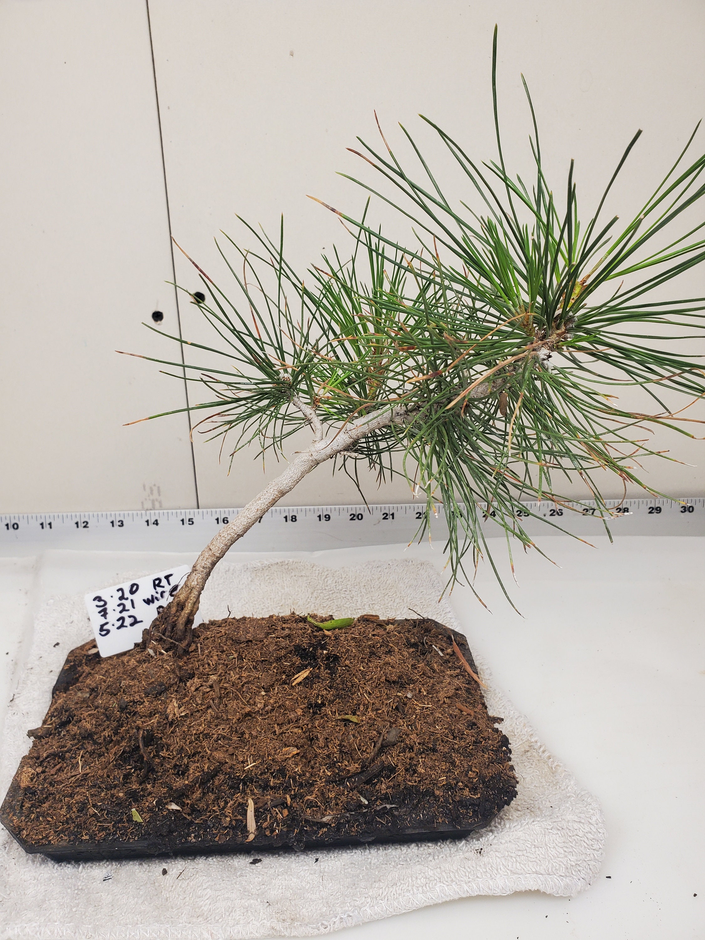 Pinus Ponderosa Bonsai