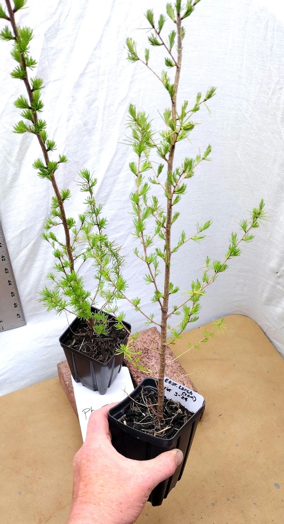 Tamarack Eastern American Larch Tree in Small Nursery Pot Ready for ...