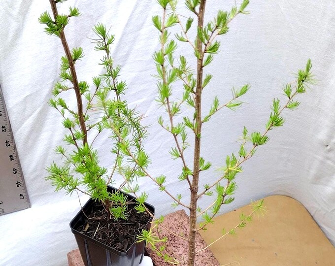 American Larch Tree, Larix Laricina, Tamarack, Eastern Larch, Fast ...