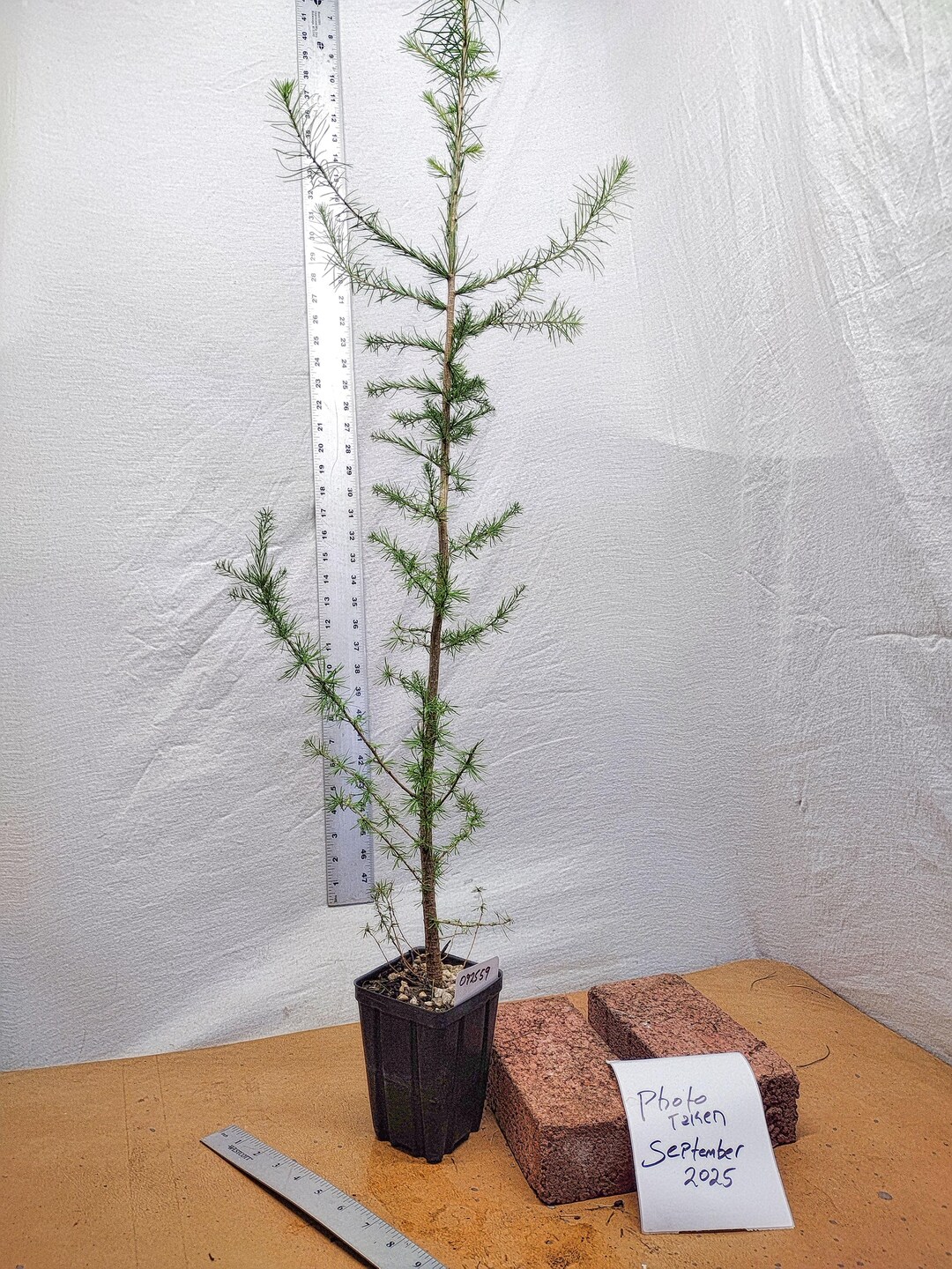 Tamarack Pre Bonsai Tree Larix Laricina. Eastern American Larch. ACTUAL ...