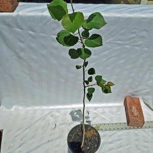 Quaking Aspen. Live 2 Year Old Tree in Nursery Pot. Populus Tremuloides ...