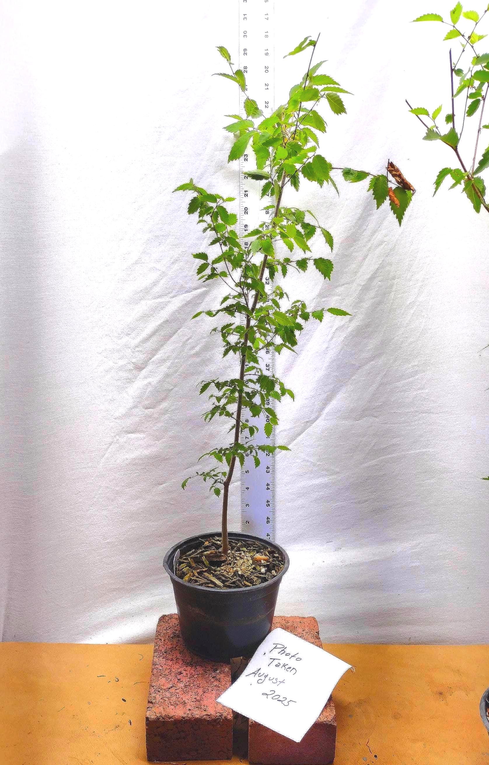 Zelkova Serrata Tree in Nursery Pot. Japanese Zelkova. Keaki. Elm ...