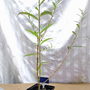 Live Weeping Willow Tree Rooted in Nursery Pot. Salix Babylonia. Silver ...