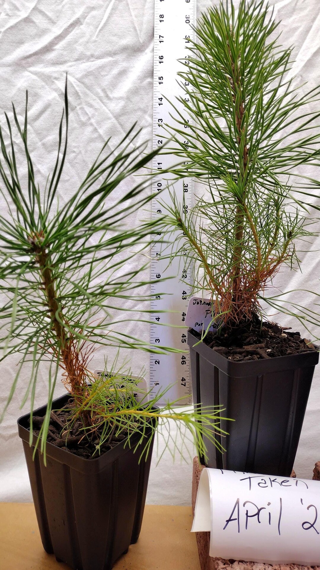 Japanese Black Pine 1 Year Old Tree in Nursery Pot. Pinus Thunbergii ...