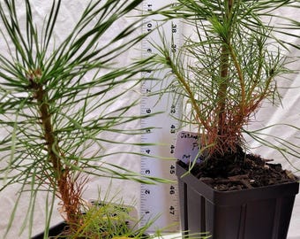 Pinus Thunbergii 'thunderhead' - Japanese Black Pine - Live Plant - 1 ...