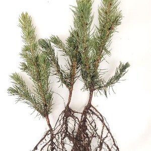 Colorado Blue Spruce Bare Root 9 Inch Tree. Pre Bonsai or Landscape ...