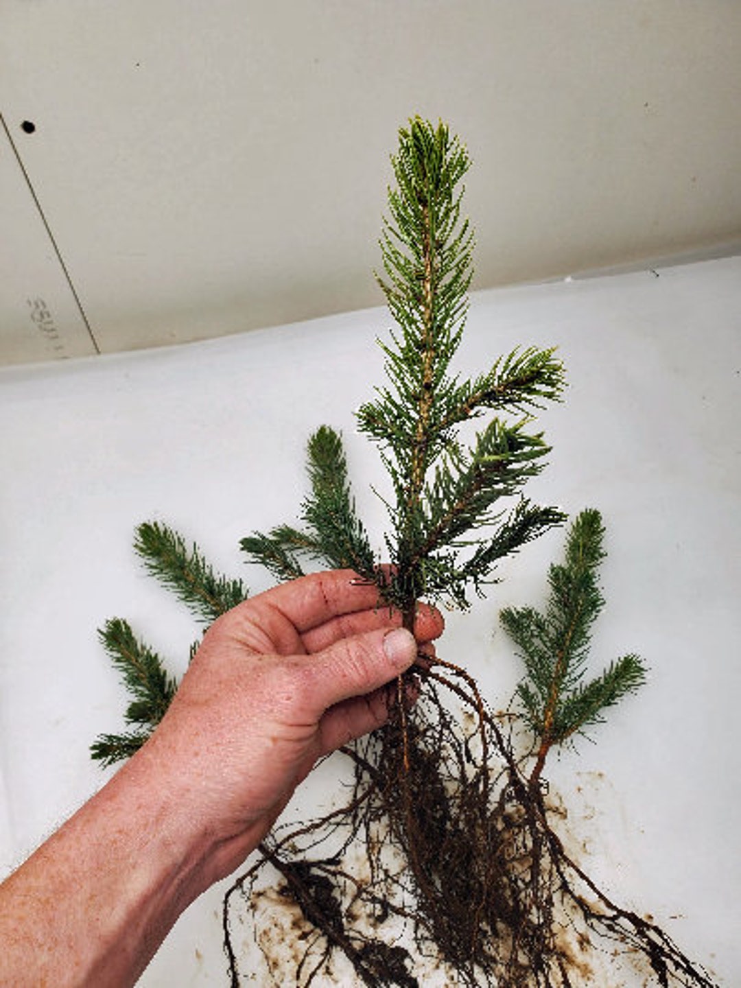 Colorado Blue Spruce Bare Root 9 Inch Tree. Pre Bonsai or Landscape ...