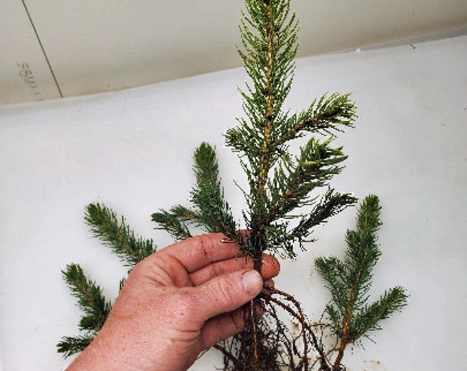 5 PACK, 5-10 Colorado Blue Spruce Transplant, Beautiful Ornamental ...