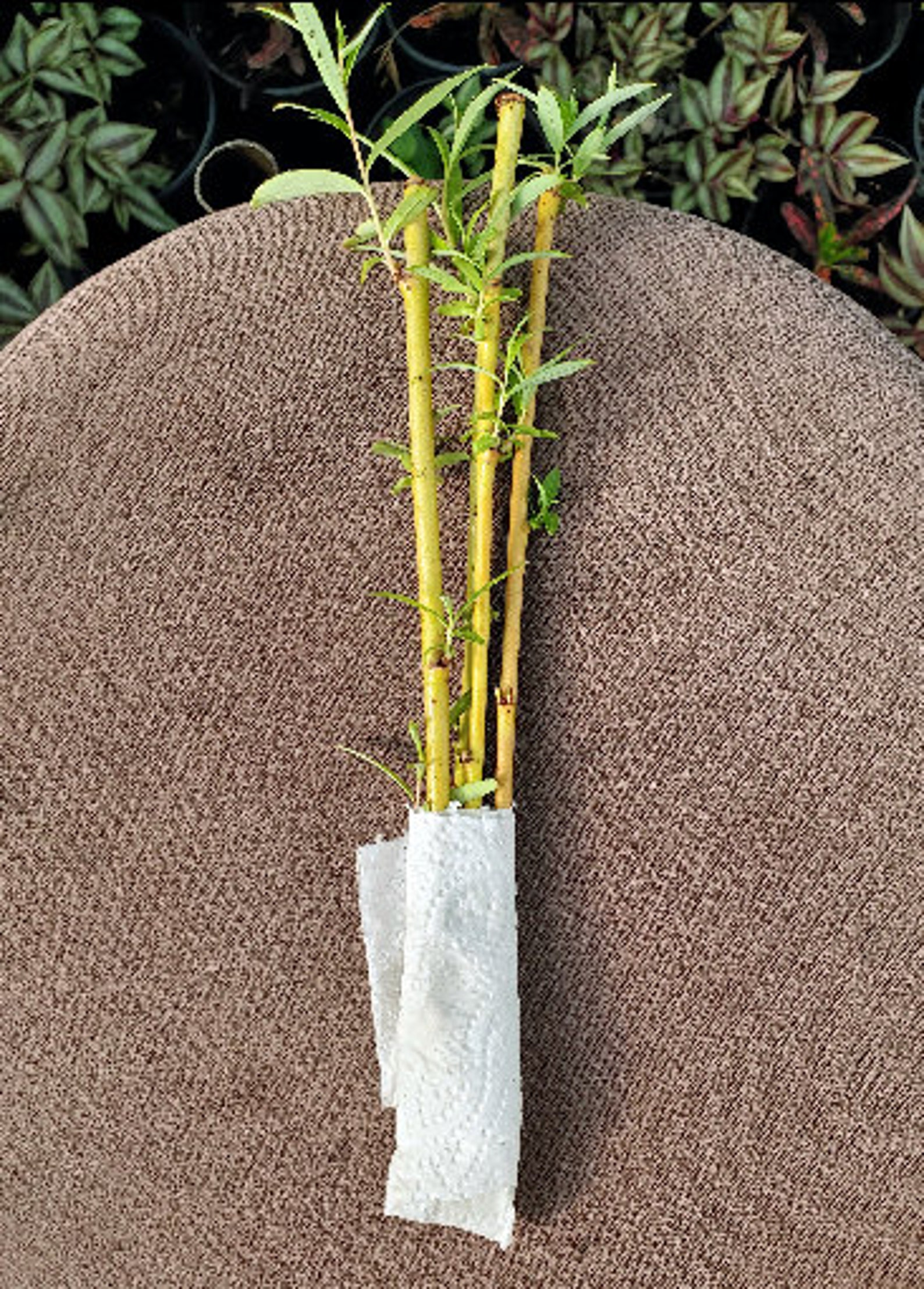 3x Live Rooted Weeping Willow Tree Cuttings. Salix Babylonia. Great ...
