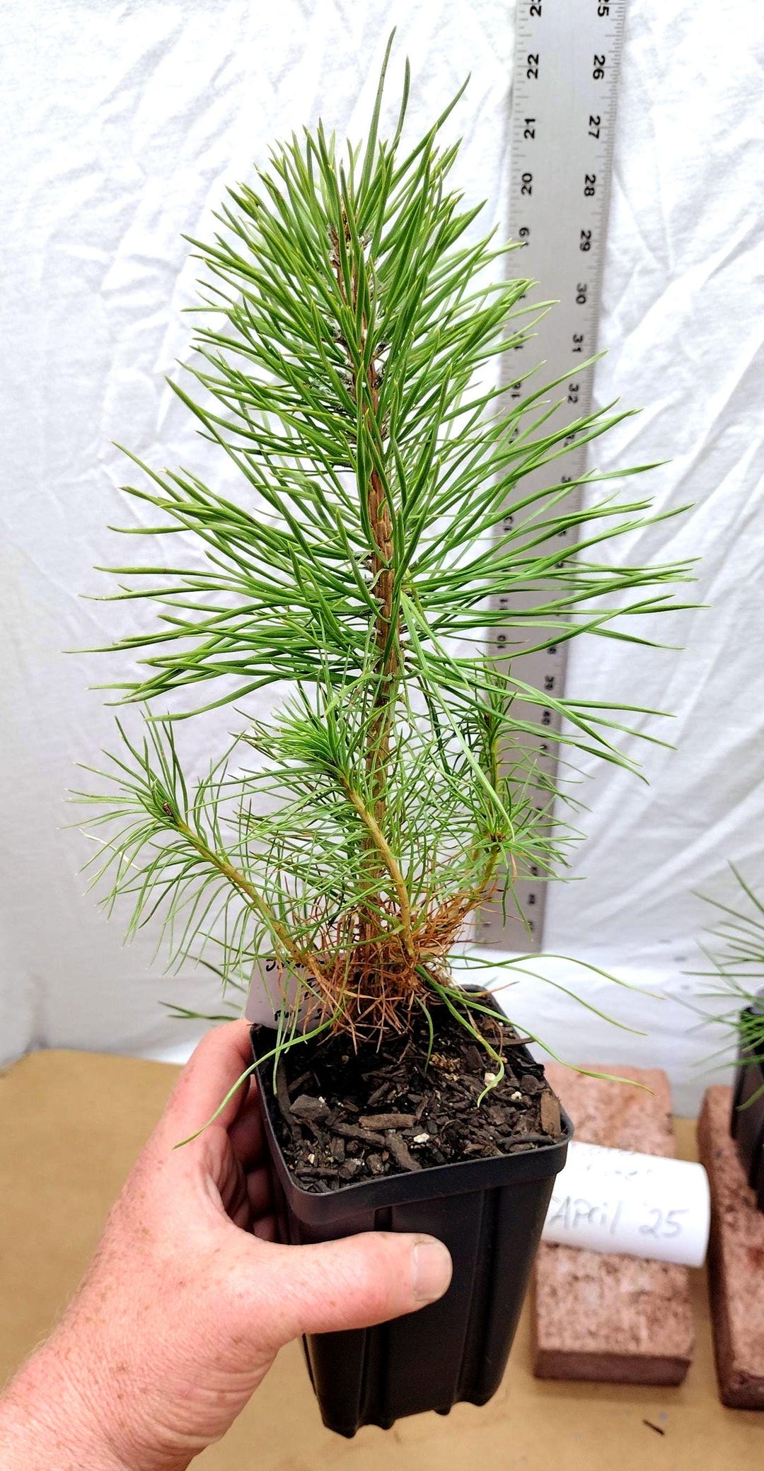 Japanese Black Pine 2 Year Old Tree in Nursery Pot. Pinus Thunbergii ...