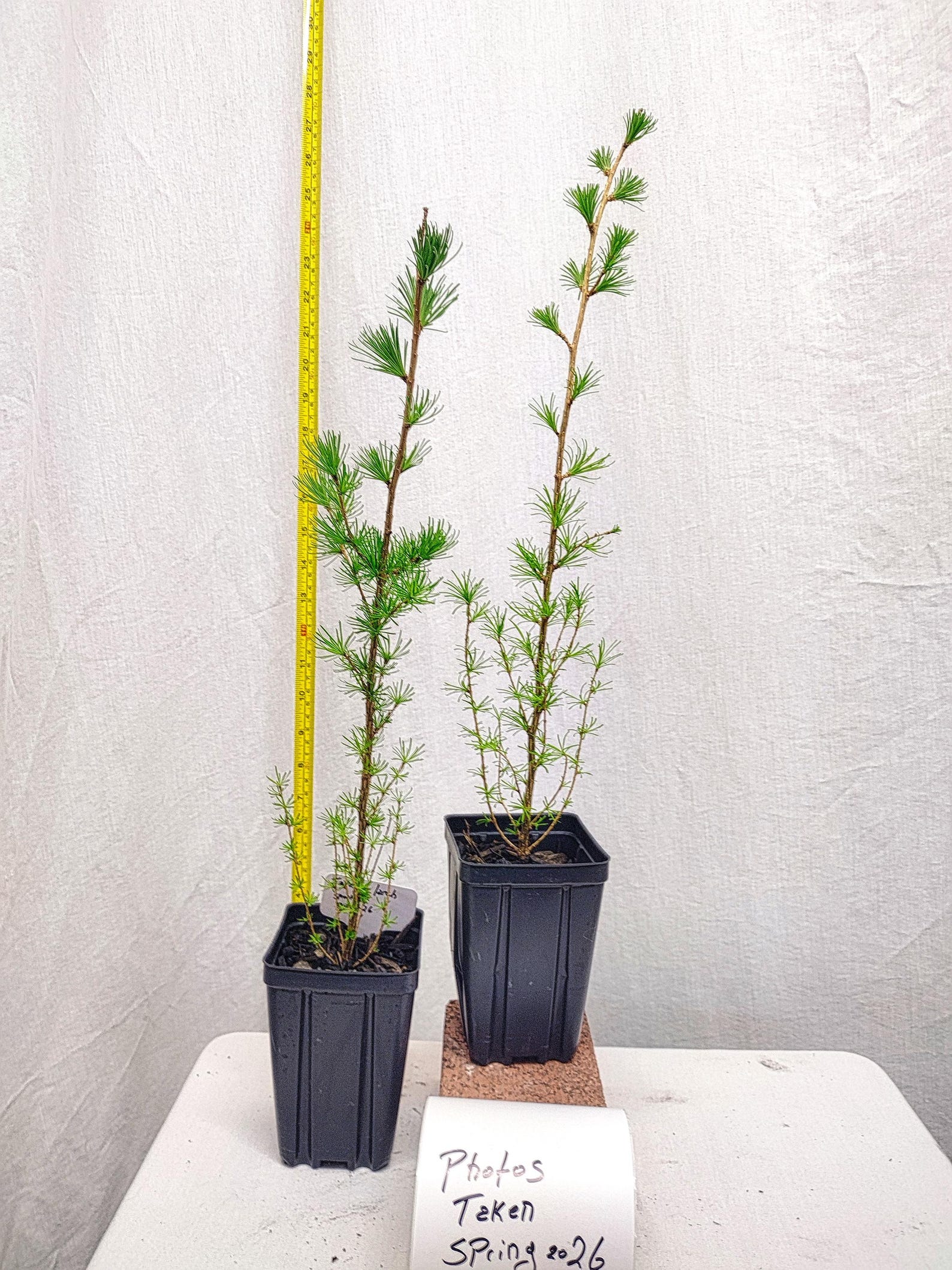 Japanese Larch 1 Year Old Potted Tree. Pre Bonsai or Landscape. Larix ...