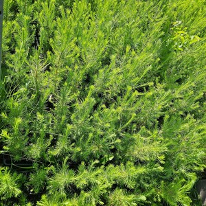 Tamarack Eastern American Larch Tree in Small Nursery Pot Ready for ...