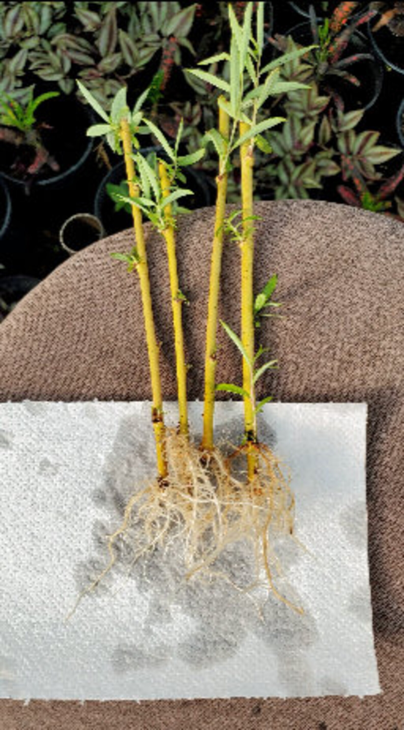3x Live Rooted Weeping Willow Tree Cuttings. Salix Babylonia. Great ...