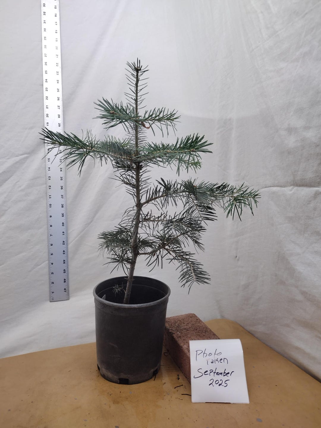 Colorado White Fir Christmas Tree - Abies Concolor - Tag#0925137 - Etsy