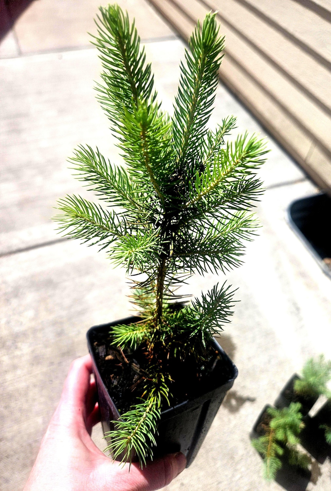 Colorado Blue Spruce Tree in a Nursery Pot. Picea Pungens. Great for ...