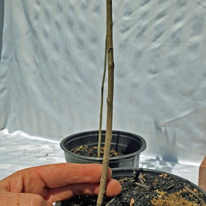 Quaking Aspen. Live 2 Year Old Tree in Nursery Pot. Populus Tremuloides ...