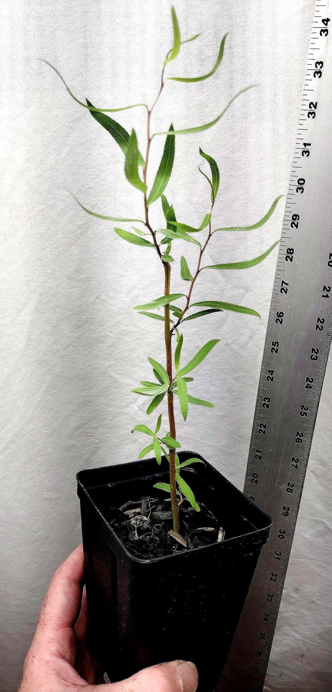 Weeping Corkscrew Willow Sapling in Nursery Pot. Live Rooted Salix ...