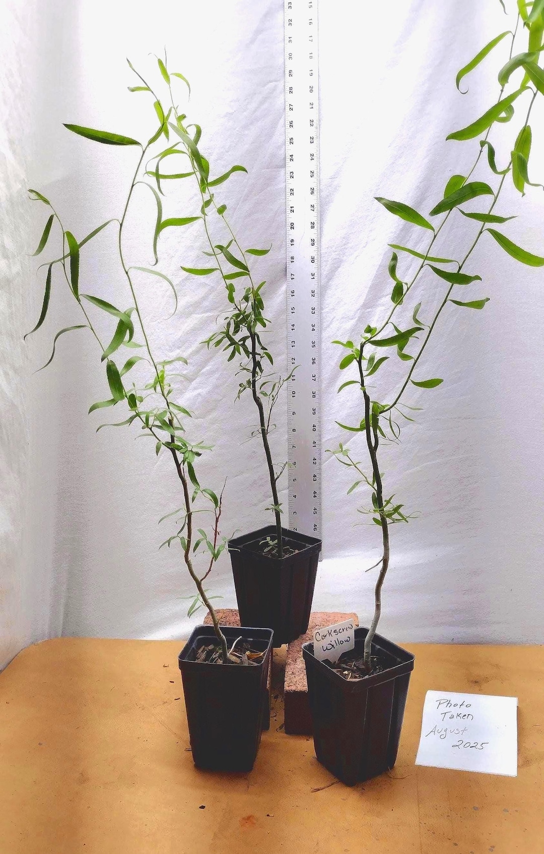 Weeping Corkscrew Willow Sapling in Nursery Pot. Live Rooted Salix ...