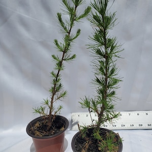 Tamarack Eastern American Larch Tree in Small Nursery Pot Ready for ...