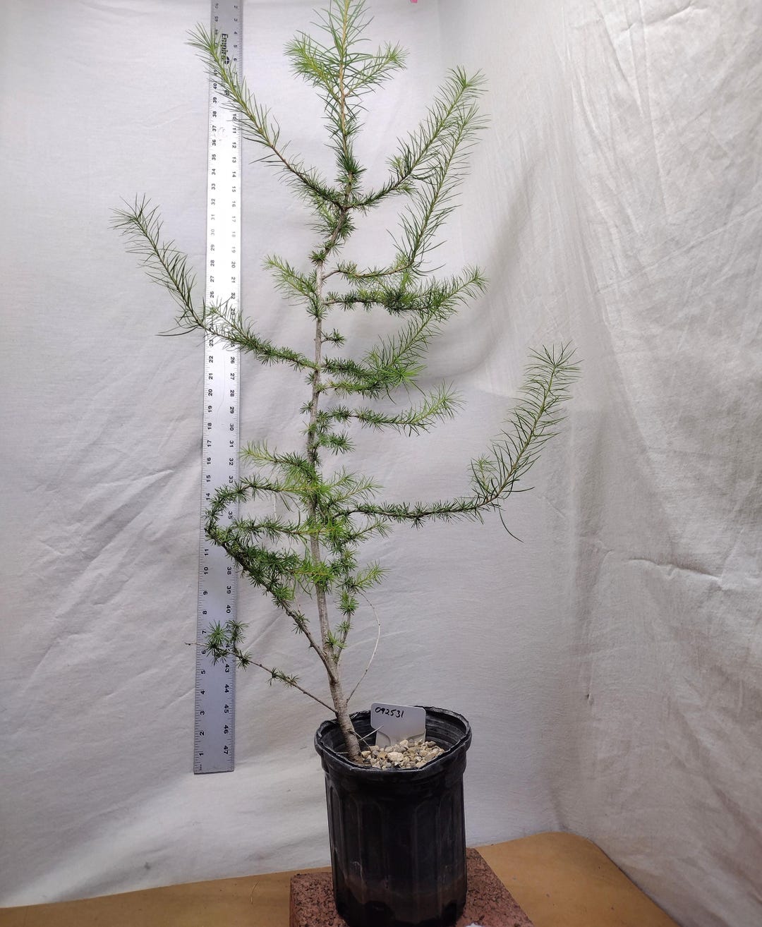 Japanese Larch Bonsai Tree. Larix Kaempferi. Leptolepis. Tag# 092531 ...
