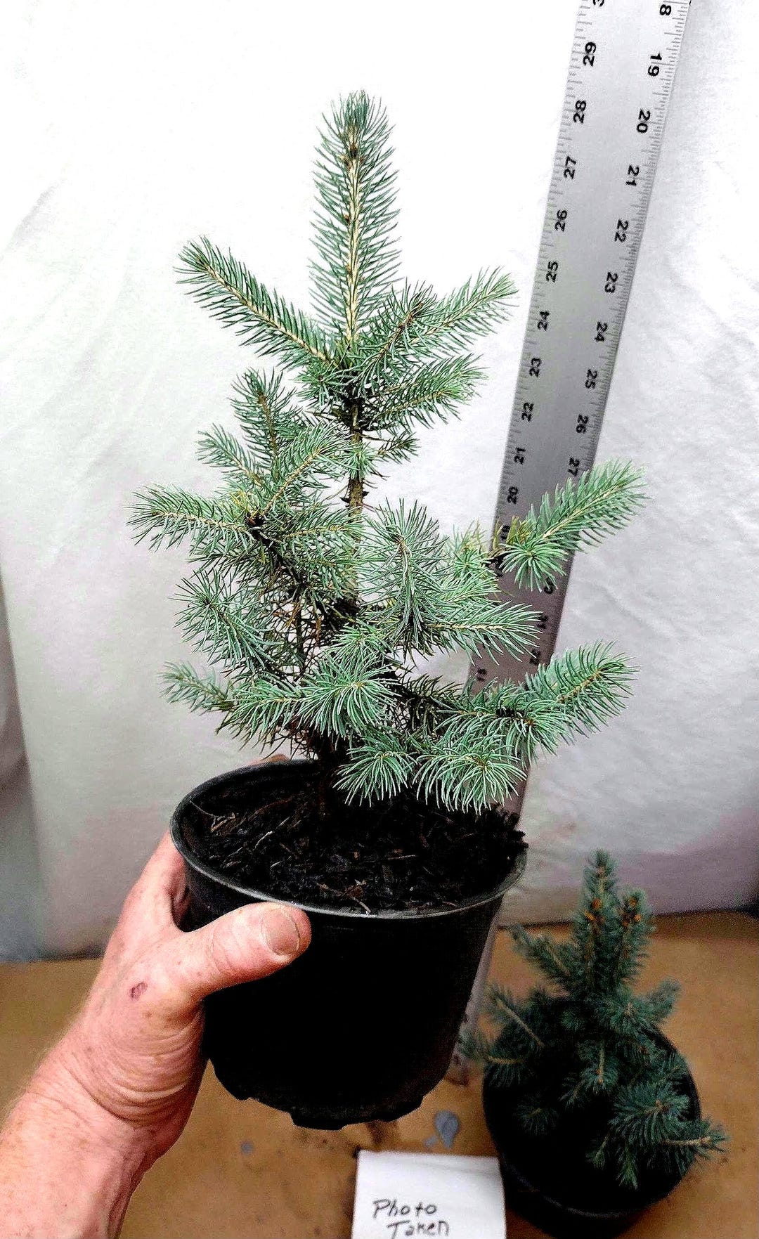 Colorado Blue Spruce Pre- Bonsai or Landscape Tree in a Medium Pot ...