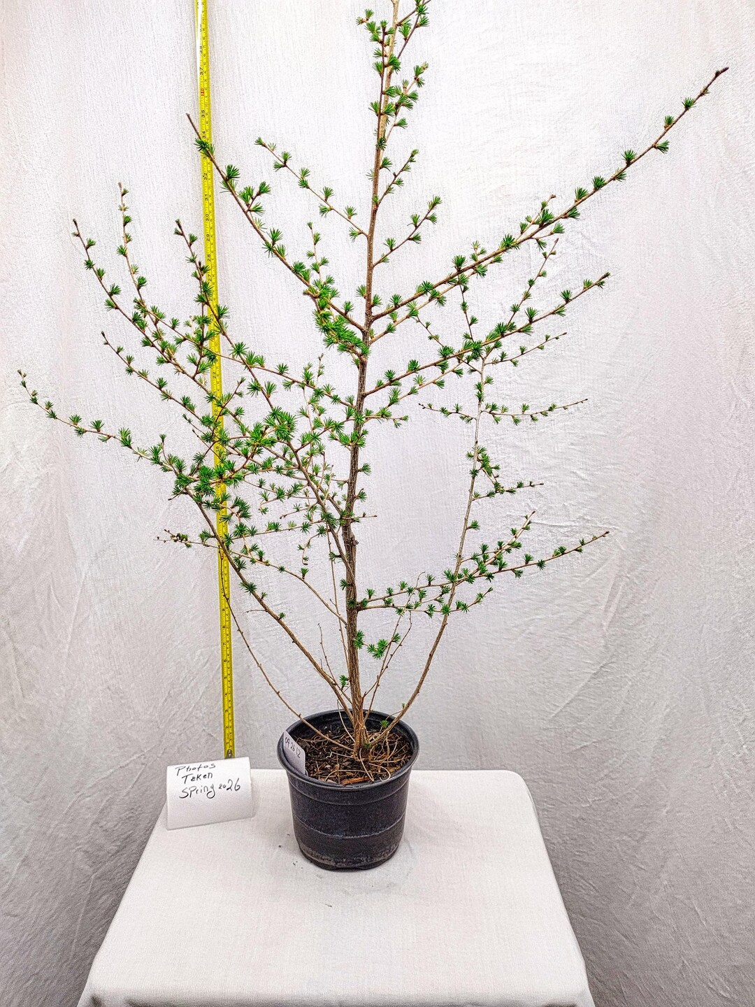 Japanese Larch Bonsai Tree. Larix Kaempferi. Leptolepis. Tag# 042612 ...