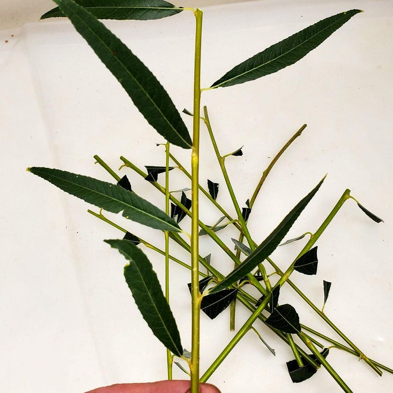 Willow Bonsai Tree - Etsy