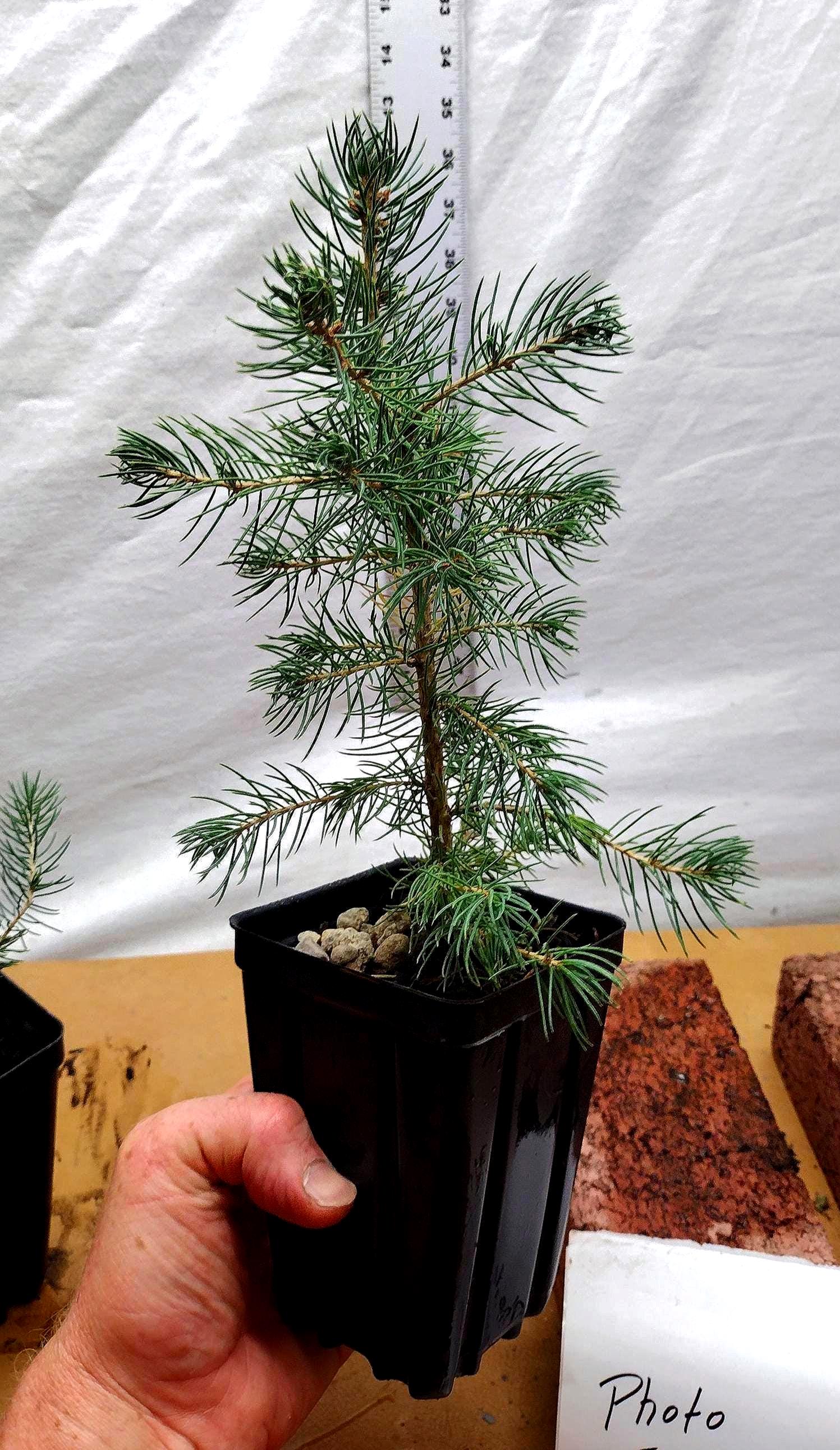 Live Colorado Blue Spruce Native Christmas Tree in Nursery Pot. Picea ...