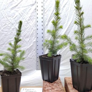 Black Hills Spruce 2 Year Old Tree. Picea Glanca Var Densata. Mariana ...