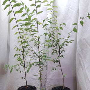 Zelkova Serrata Tree in Nursery Pot. Japanese Zelkova. Keaki. Elm ...