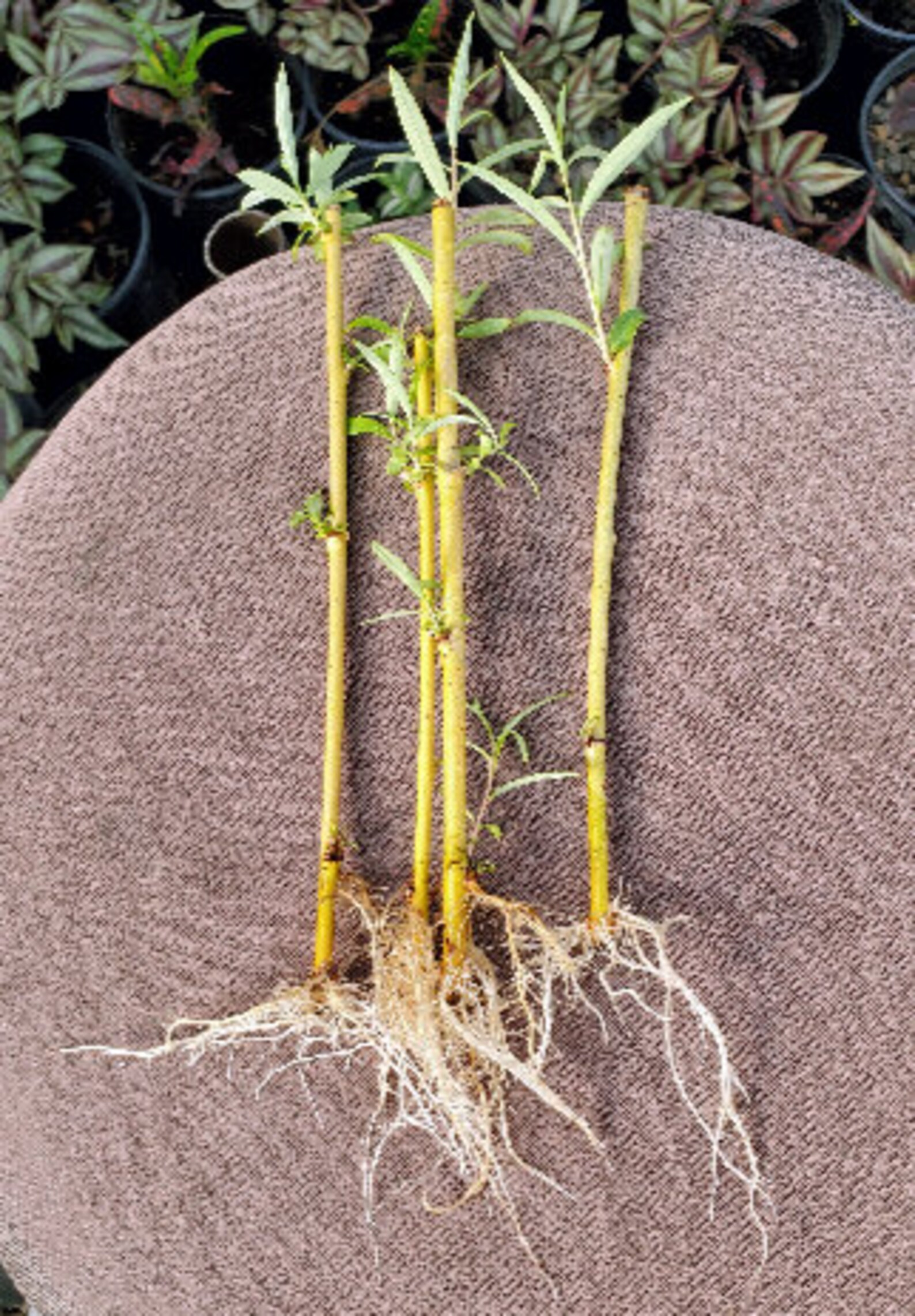 3x Live Rooted Weeping Willow Tree Cuttings. Salix Babylonia. Great ...