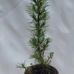 Tamarack Eastern American Larch Tree in Small Nursery Pot Ready for ...
