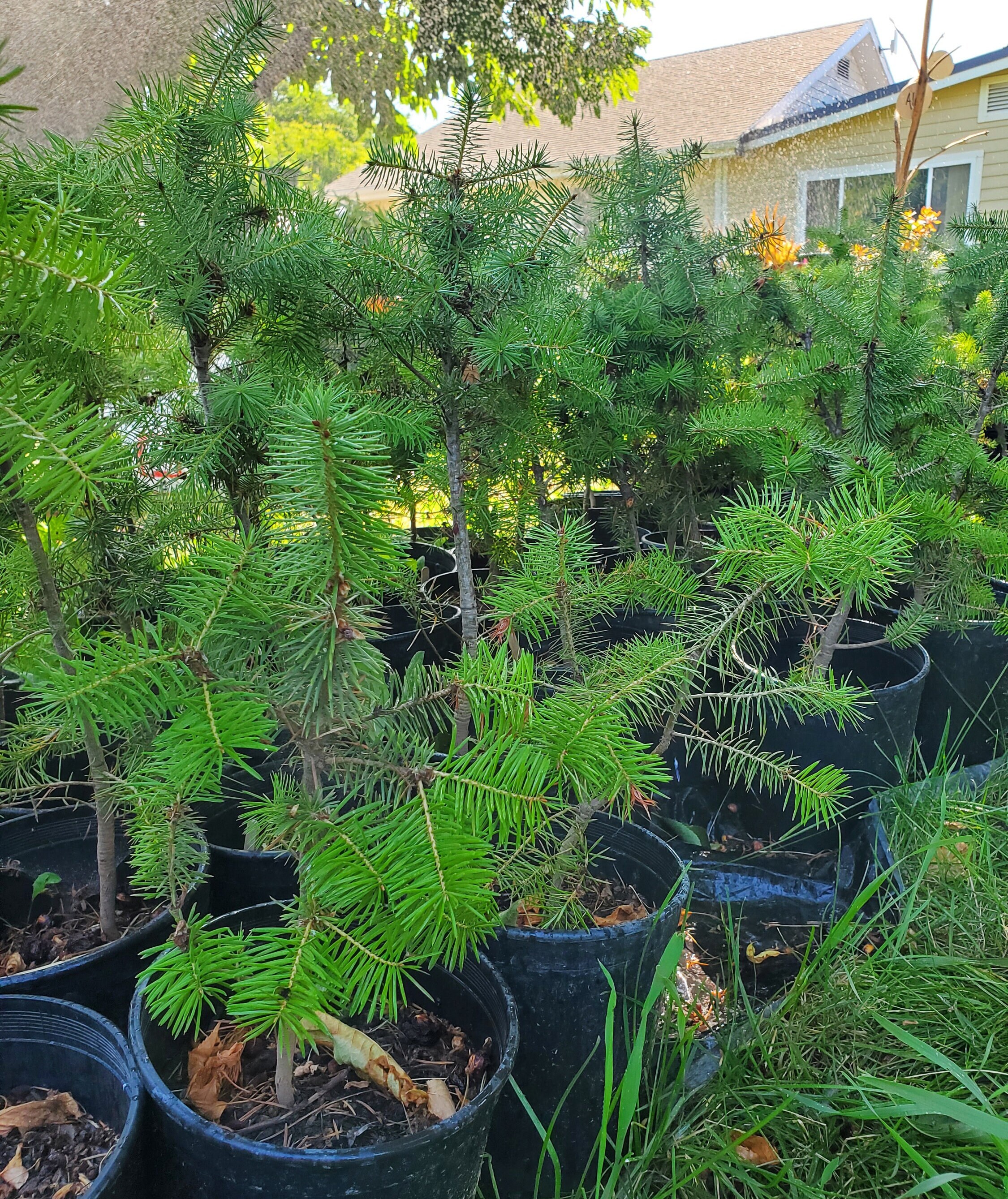 Douglas Fir House Plant