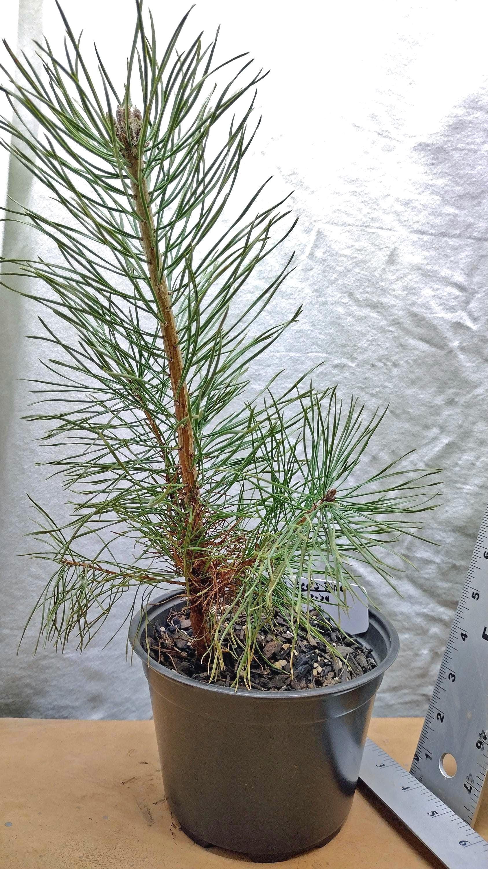 Scotch Pine Christmas Tree. Pinus Sylvestris. Live 3 Year Old Tree in ...