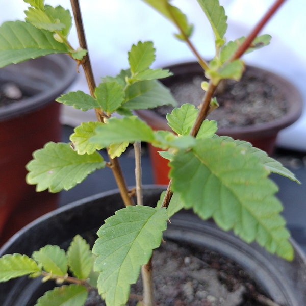 Elm Tree - Etsy