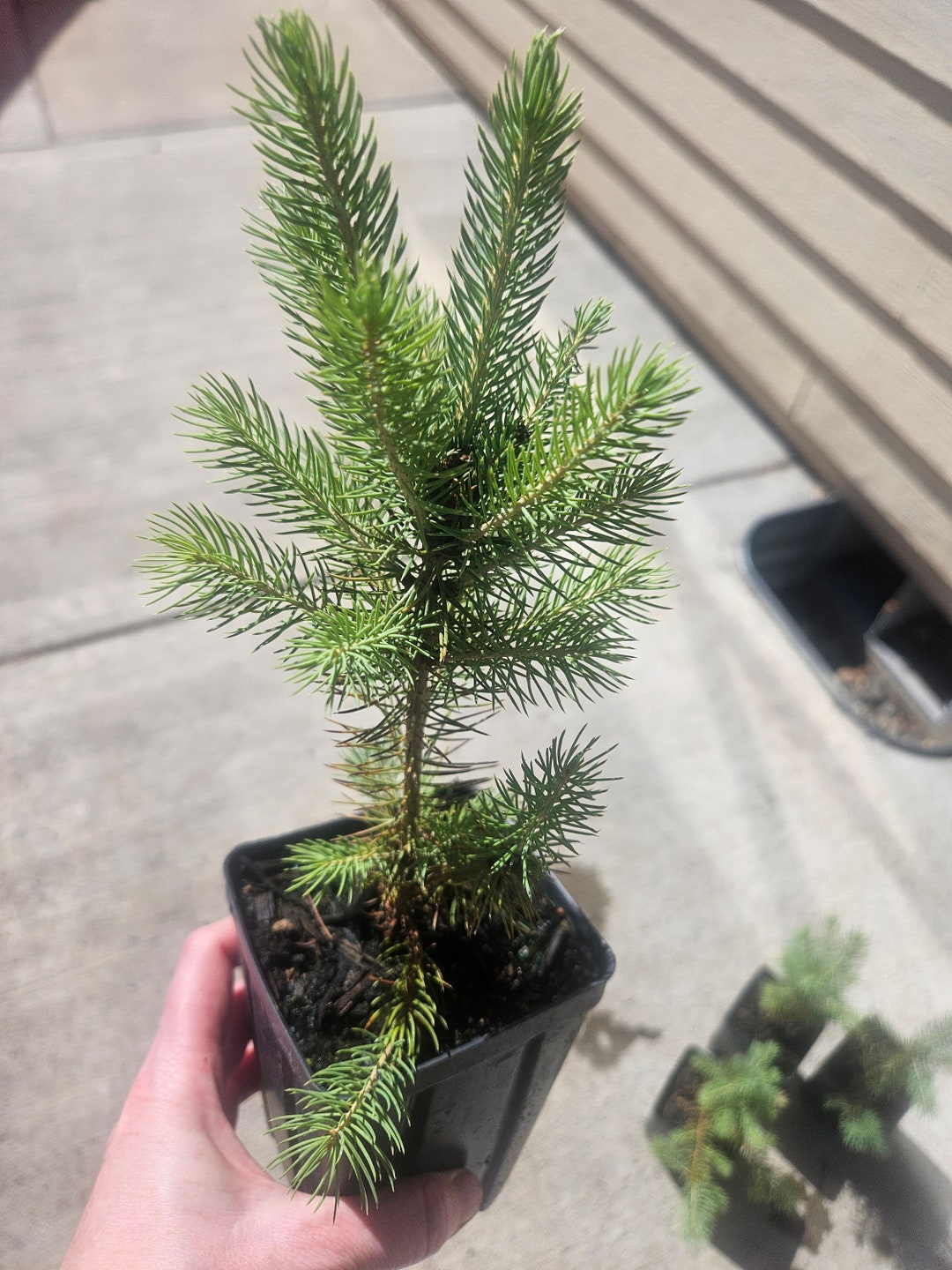Live Colorado Blue Spruce Native Christmas Tree in a Nursery Pot. Picea ...