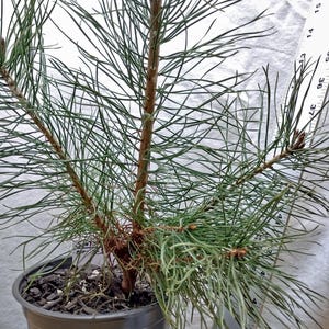 Scotch Pine Christmas Tree. Pinus Sylvestris. Live 3 Year Old Tree in ...