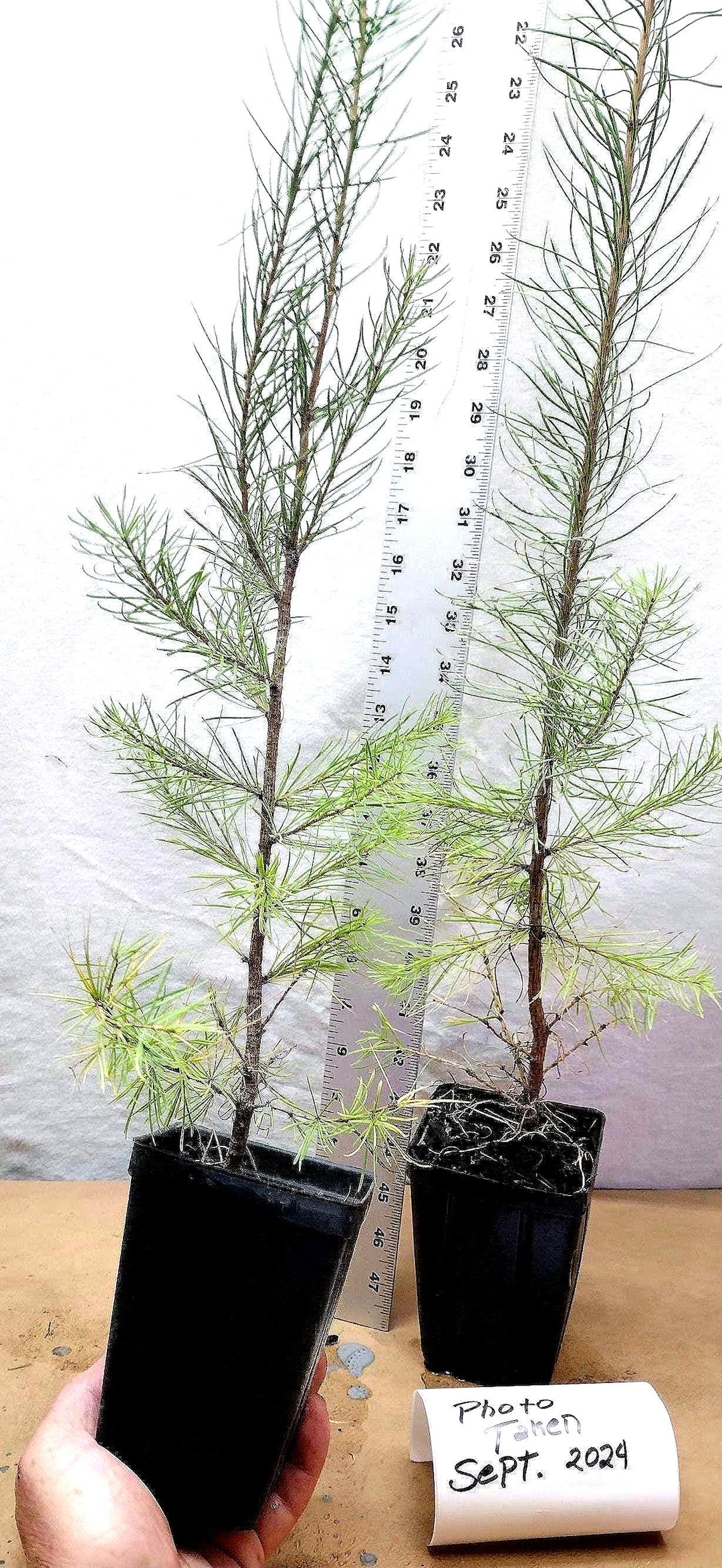 Western Larch Tree in Small Nursery Pot. Larix Occidentalis. Western ...