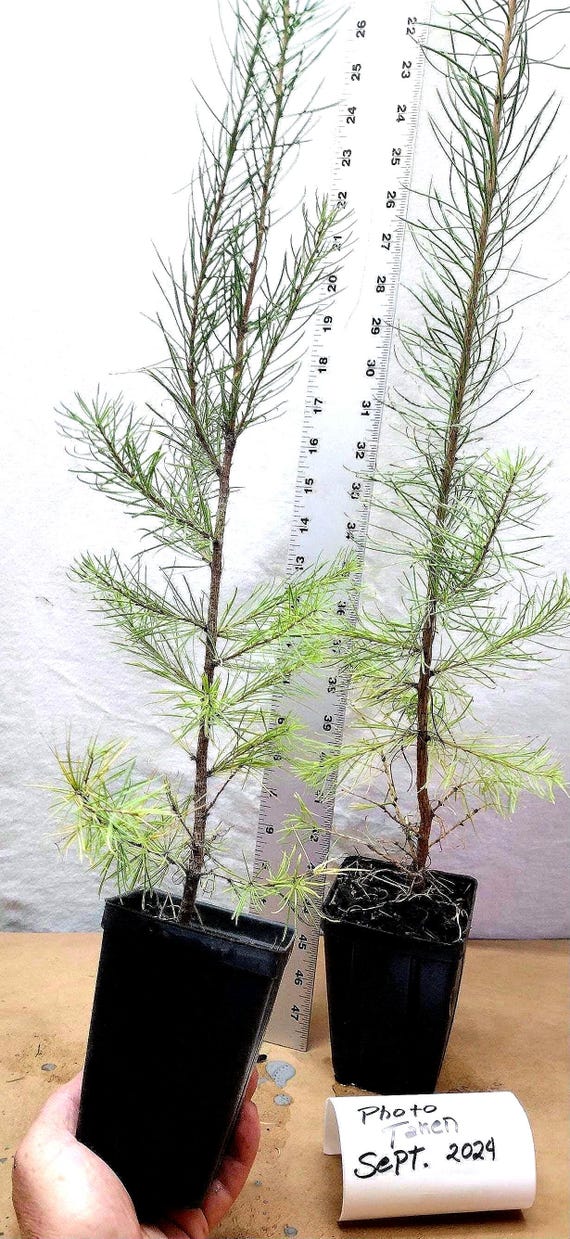 Western Larch Needles