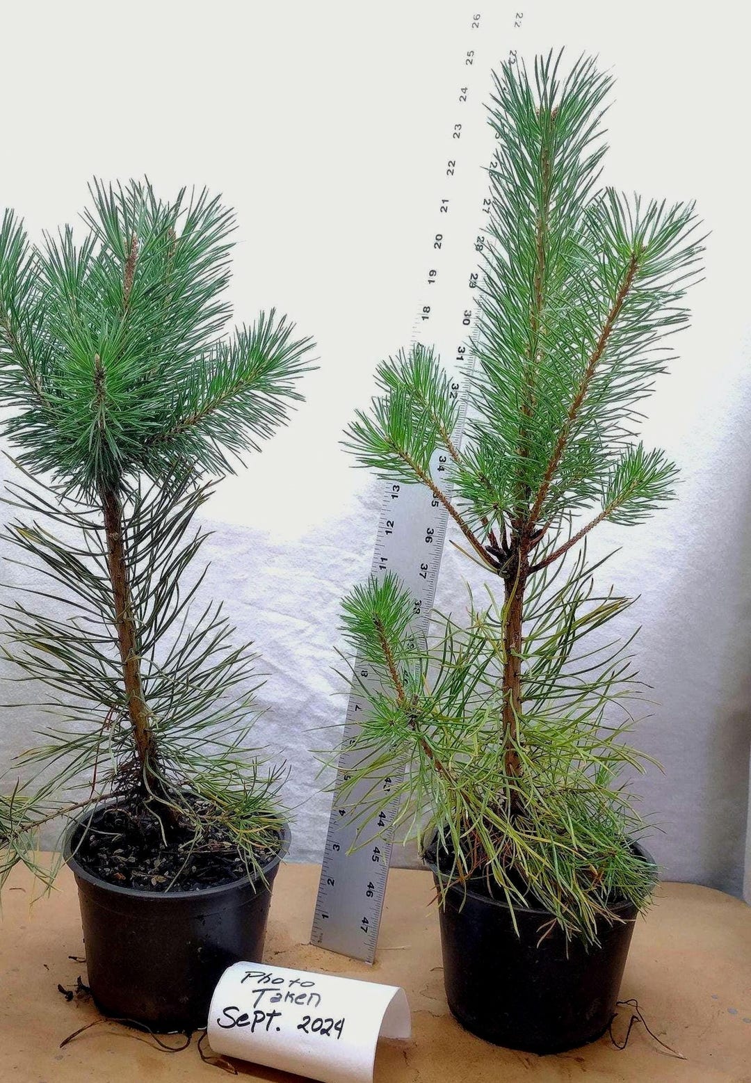 Scotch Pine Christmas Tree. Pinus Sylvestris. Live 3 Year Old Tree in ...