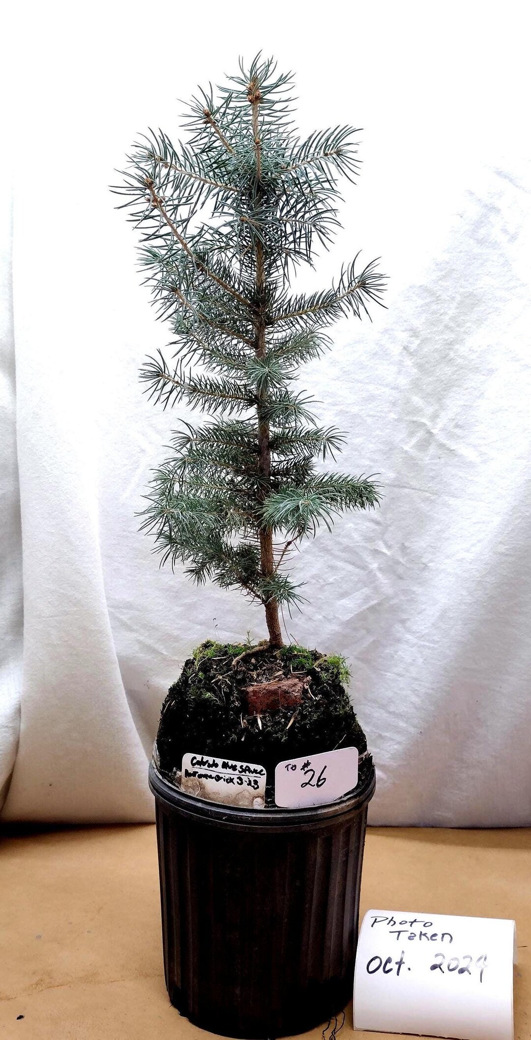 ACTUAL TREE PICTURED Live Root-over-rock/brick Blue Spruce Bonsai ...